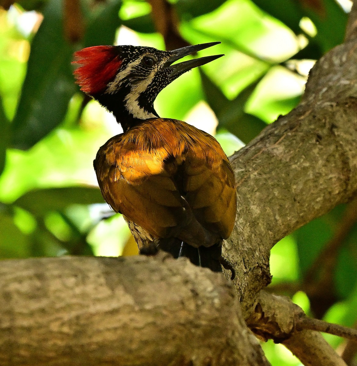 ML635499592 - Black-rumped Flameback - Macaulay Library