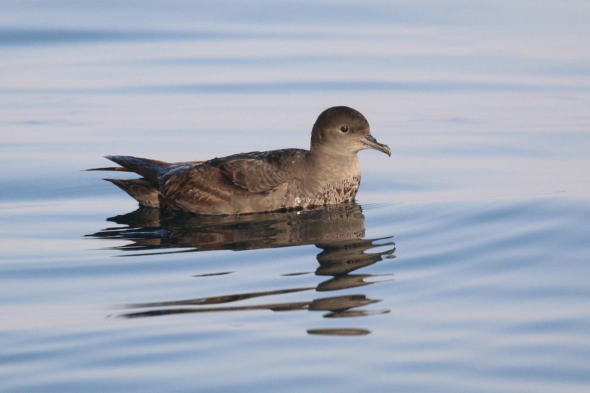 ML635500261 - Short-tailed Shearwater - Macaulay Library