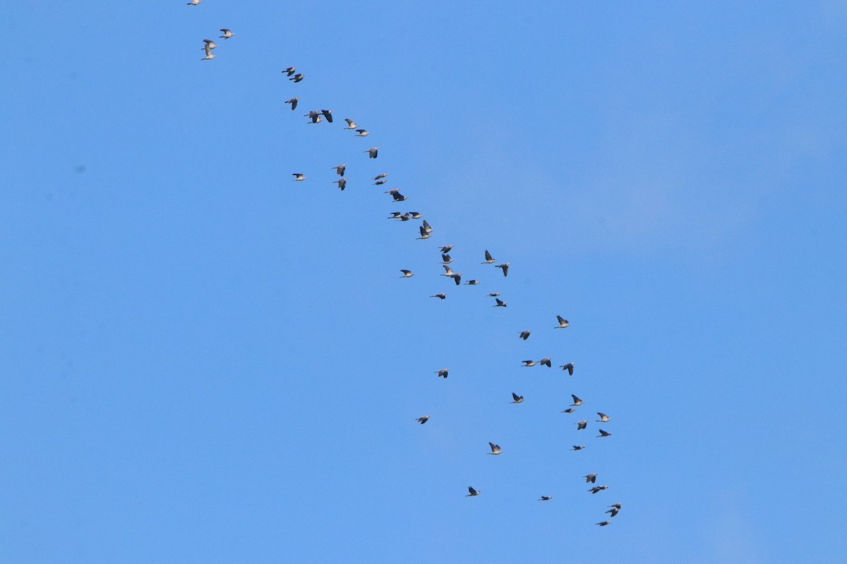 eBird Checklist - 22 Apr 2025 - Albert River Park, Eagleby - 48 species