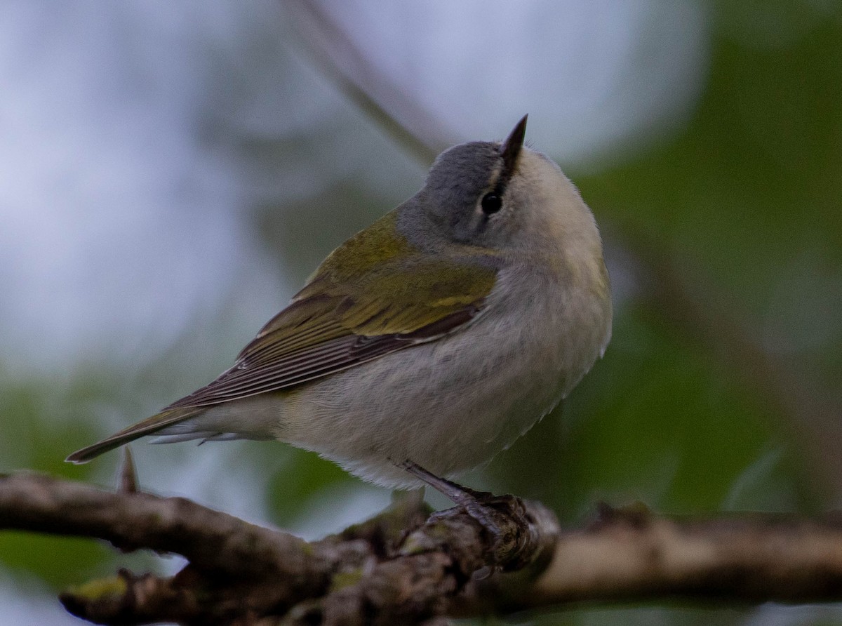 Pennsylvania Bird Atlas Checklist - 9 May 2025 - Pipe Creek Wildlife ...
