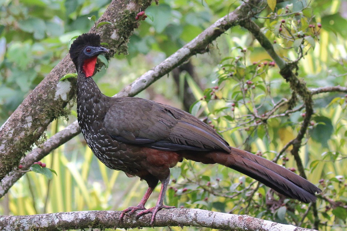 eBird Checklist - 27 Apr 2025 - Arenal Observatory Lodge - 19 species