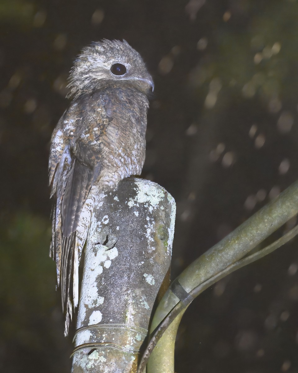 eBird Checklist - 17 Apr 2025 - Río Frio--El Caiman restaurant, bridge ...