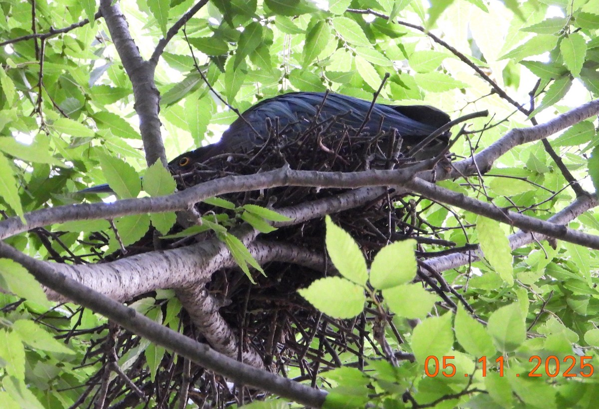 eBird Checklist - 11 May 2025 - George Mason University--Mason Pond ...