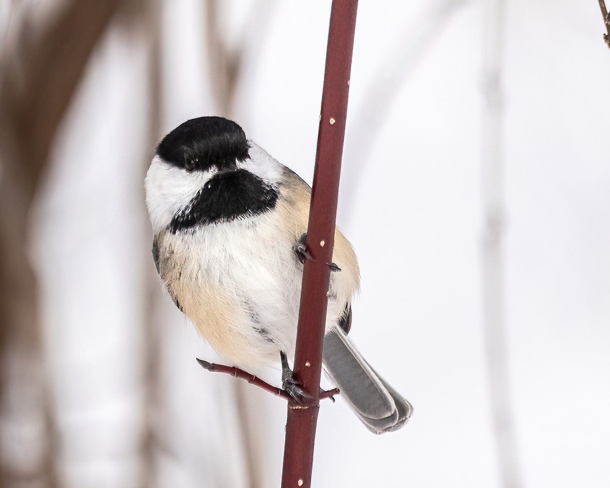 ML635526898 - Black-capped Chickadee - Macaulay Library