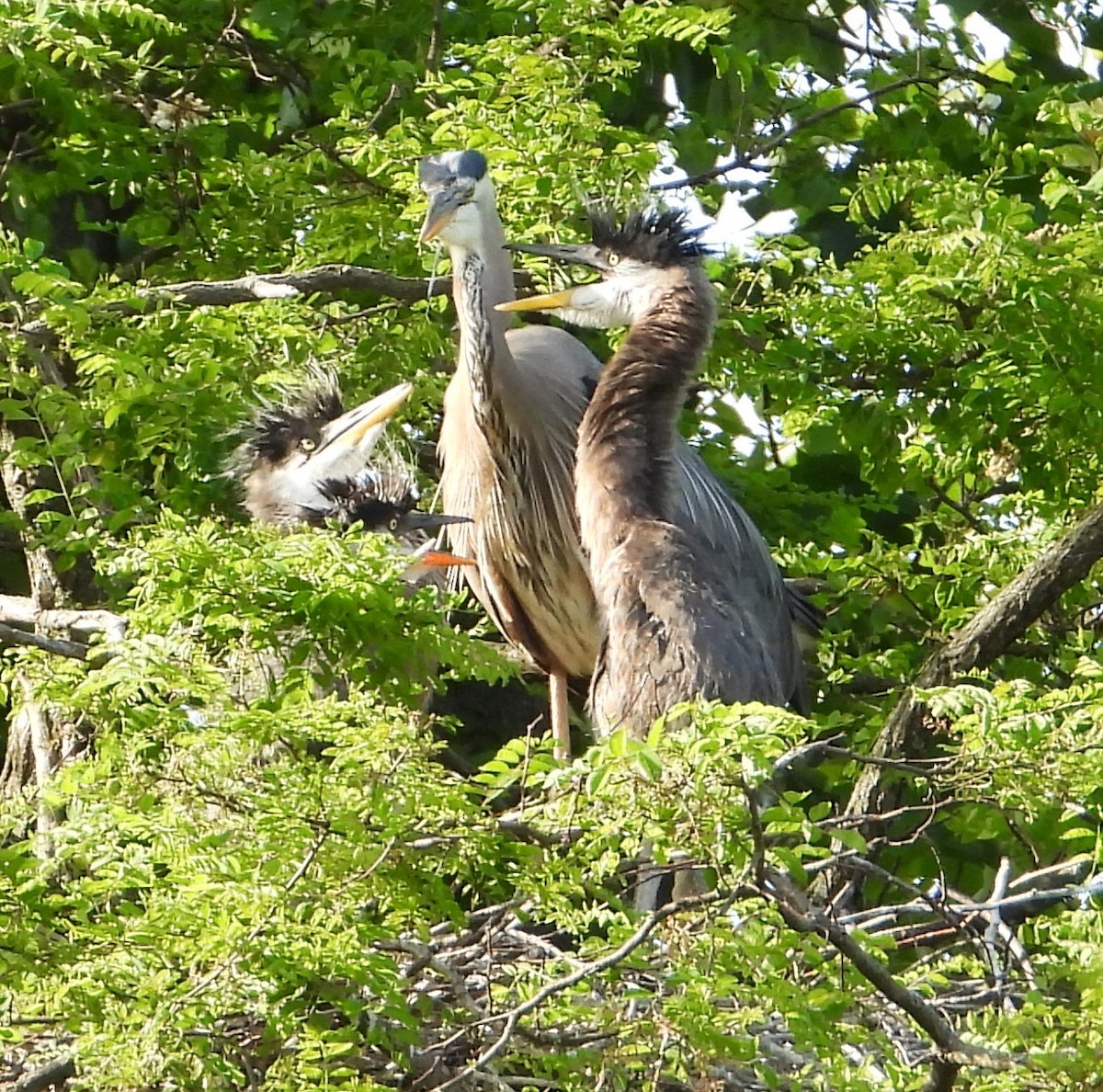 eBird Checklist - 11 May 2025 - Daniels Run Park - 38 species