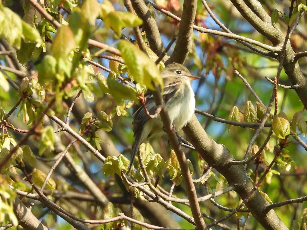 Pennsylvania Bird Atlas Checklist - 11 May 2025 - State Game Lands 236 ...