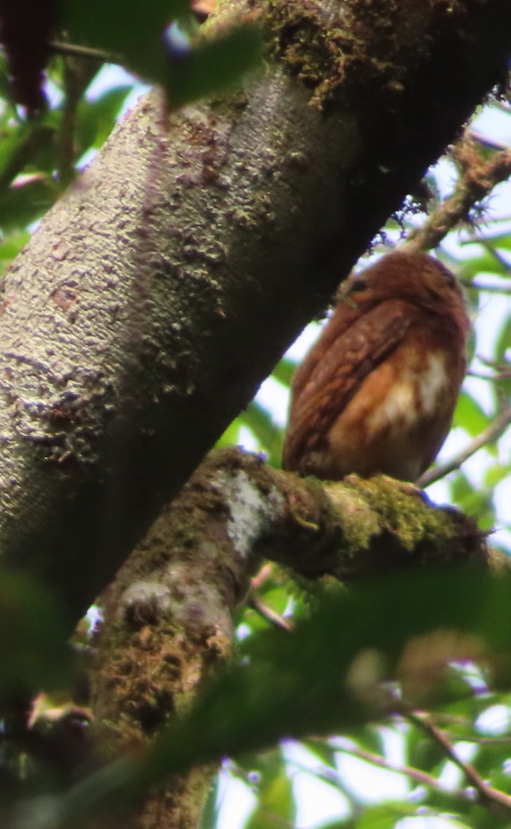 eBird Checklist - 19 Apr 2025 - Camino Montezuma--La Clarita - 34 species