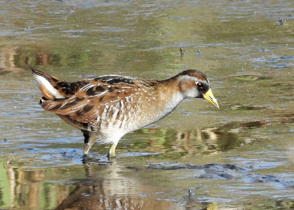eBird Checklist - 11 May 2025 - Prime Hook NWR--Boardwalk Trail - 58 ...
