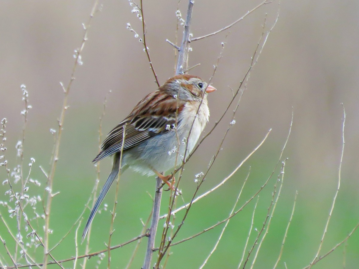 eBird Checklist - 8 May 2025 - Big Brook Park - 30 species