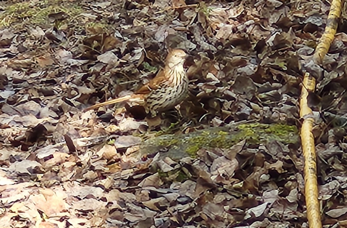 eBird Checklist - 11 May 2025 - 856 Drayton Road, Sioux Lookout ...
