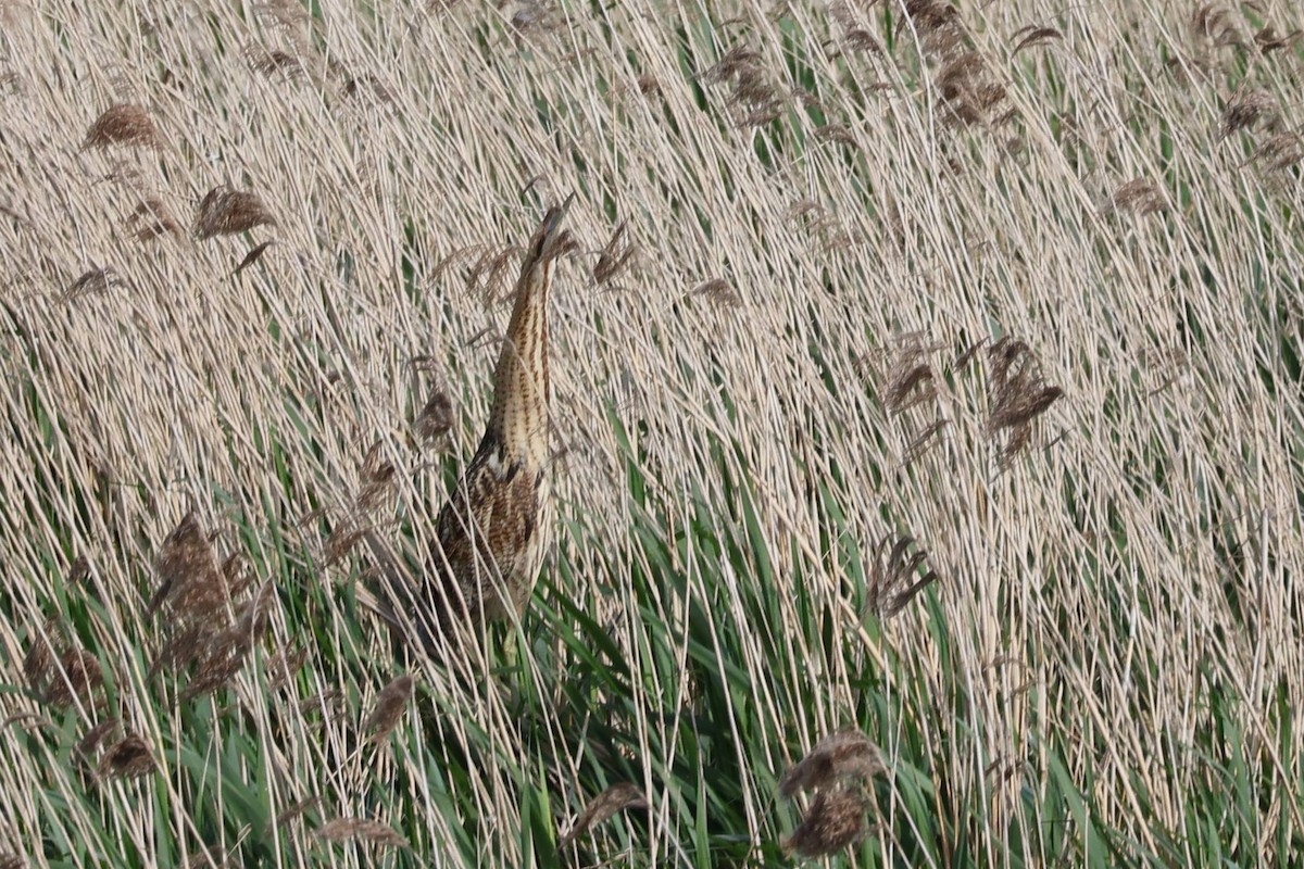 eBird Checklist - 11 May 2025 - Ham Wall RSPB Reserve - 54 species
