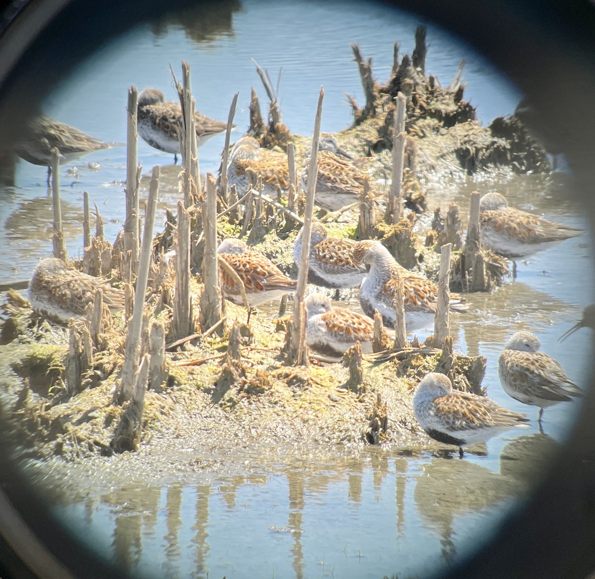 eBird Checklist - 11 May 2025 - Howard Marsh Metropark - 24 species