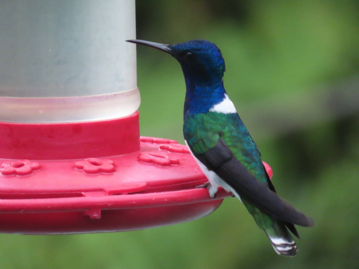 eBird Checklist - 22 Apr 2025 - Buenaventura, Valle del Cauca, CO ...
