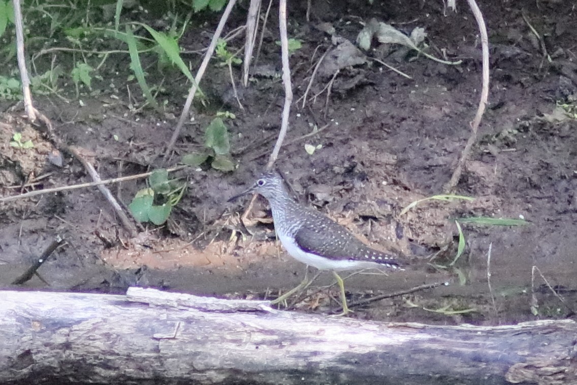 eBird Checklist - 11 May 2025 - Tyler SP - 75 species