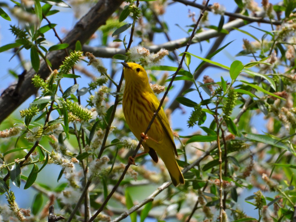 ML635550639 - Northern Yellow Warbler - Macaulay Library