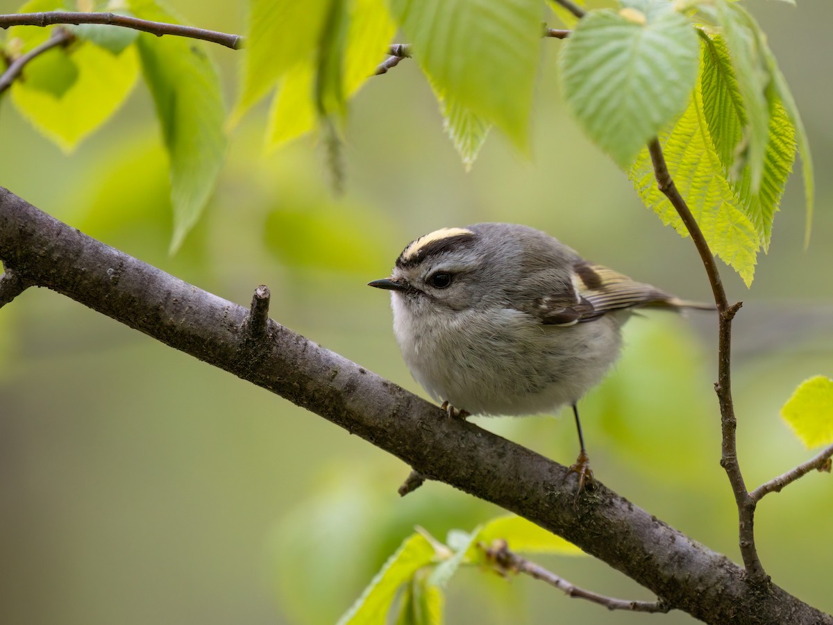 eBird Checklist - 8 May 2025 - LaBagh Woods Forest Preserve - 73 species