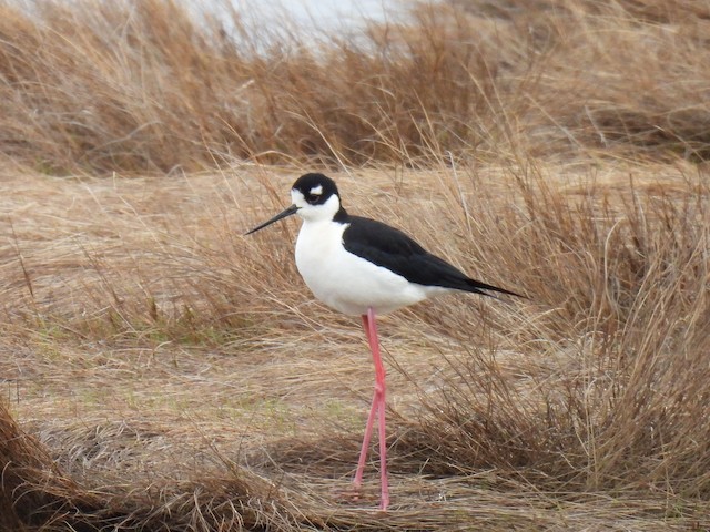 Newfoundland and Labrador, Canada - eBird