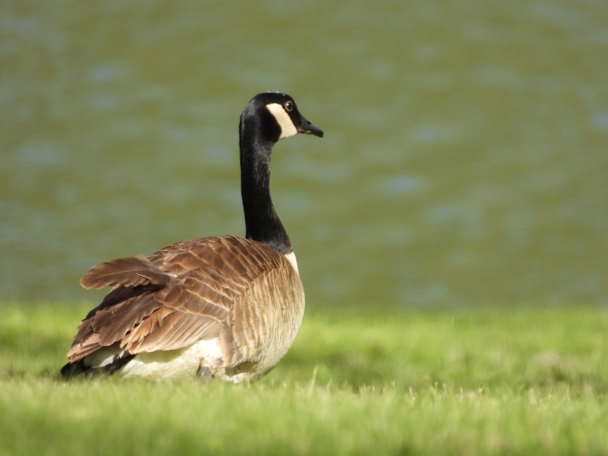 eBird Checklist - 11 May 2025 - Johnson Sauk Trail State Park - 67 species