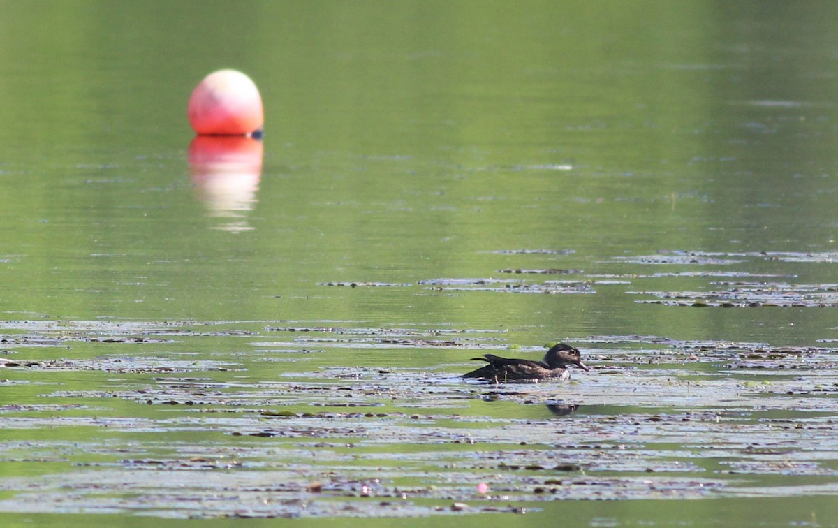 eBird Checklist - 11 May 2025 - Garret Mountain Reservation (Park) - 64 ...