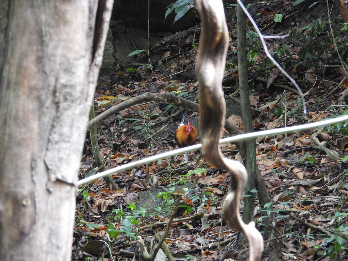 eBird Checklist - 11 May 2025 - Khao Yai NP--Wat Jed Khot Sap ...