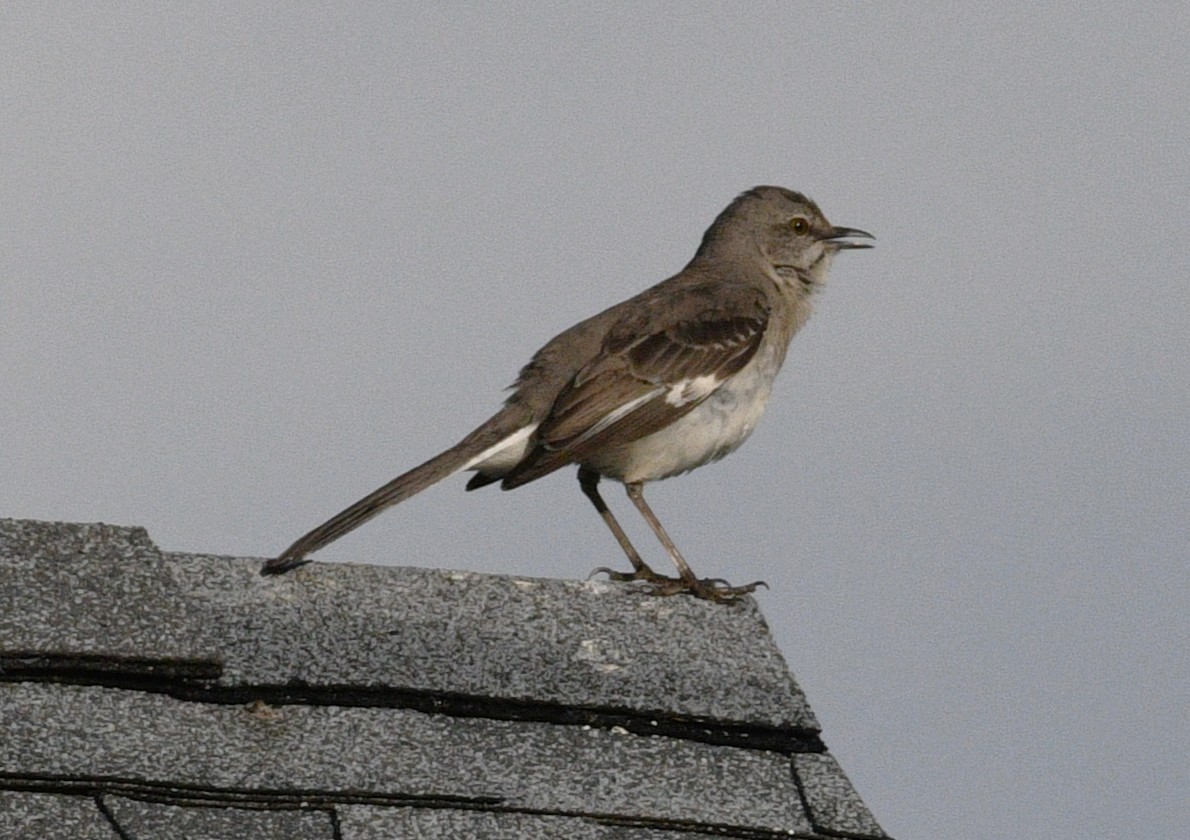 eBird Checklist - 6 May 2025 - Home, Kitty Hawk Bay Dr., Colington ...