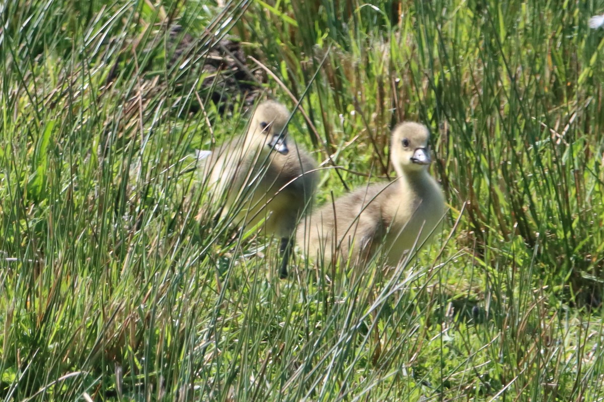 eBird Checklist - 10 May 2025 - Vane Farm RSPB Reserve - 25 species