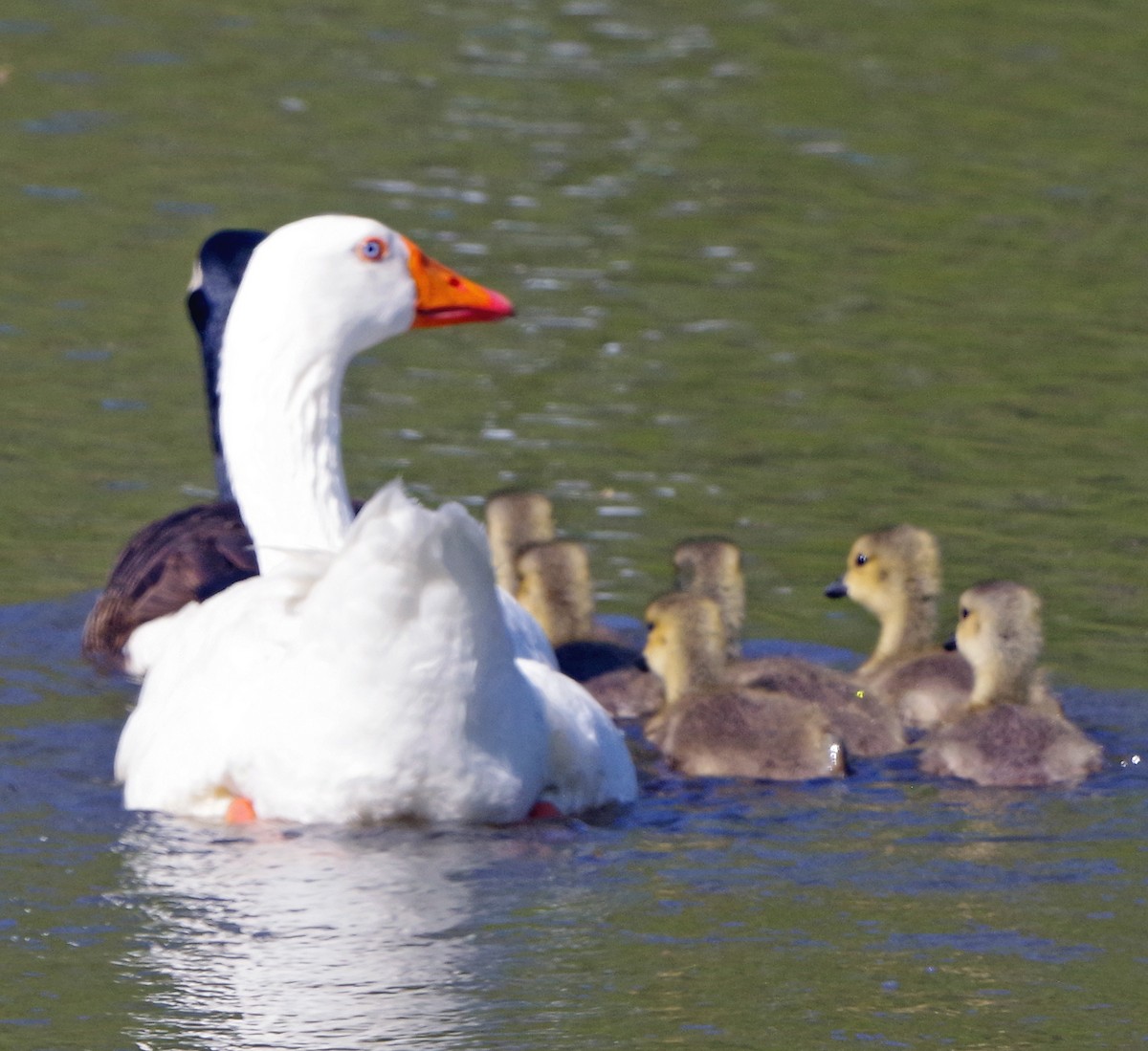 eBird Checklist - 10 May 2025 - Shenango Reservoir--Beaver Pond Rd ...