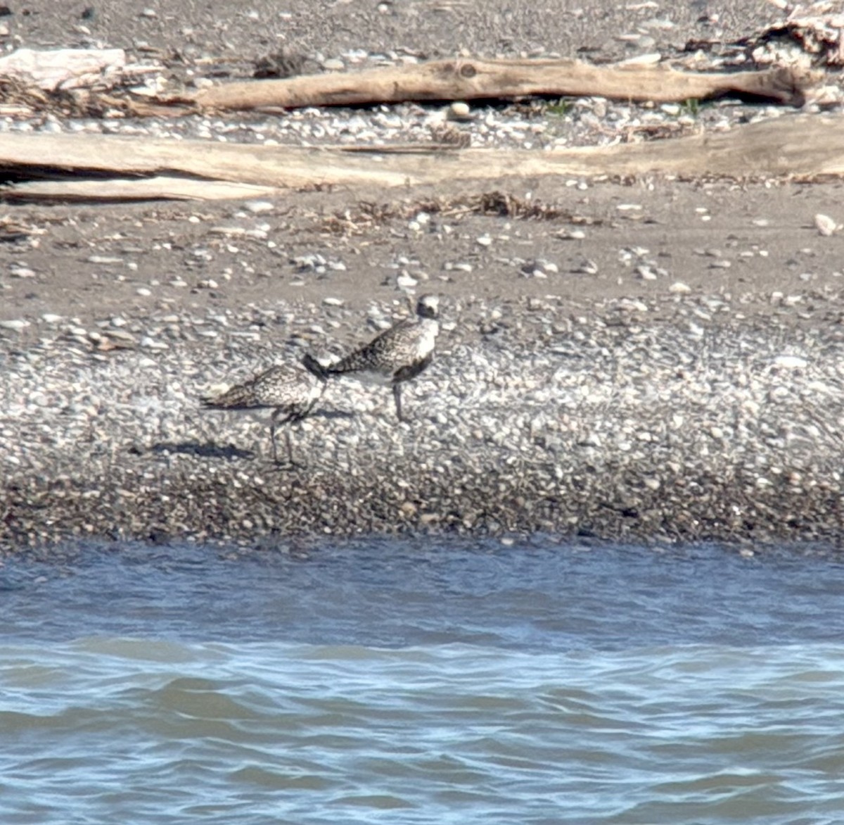 eBird Checklist - 12 May 2025 - Hillman Marsh CA--East Beach Rd access ...