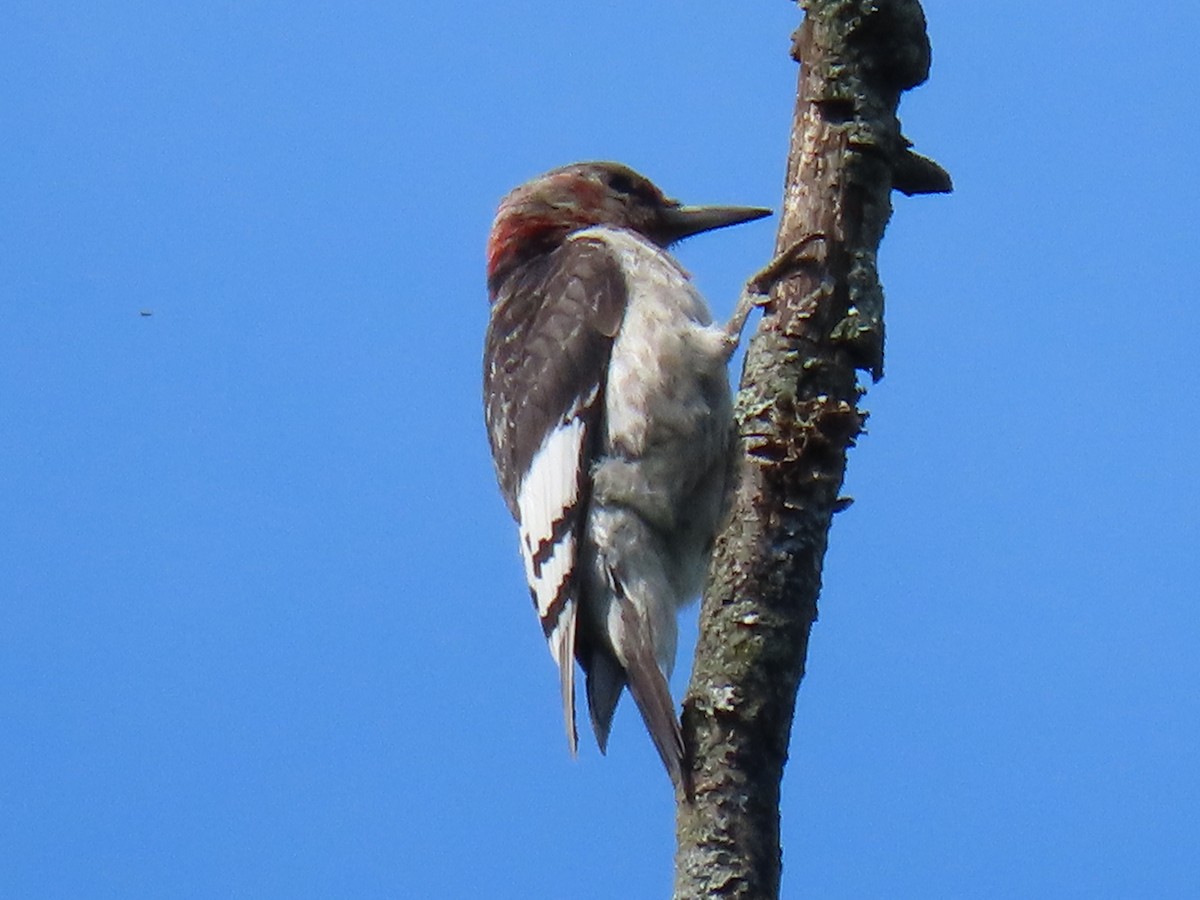Pennsylvania Bird Atlas Checklist - 12 May 2025 - Crows Nest Preserve - 34 species