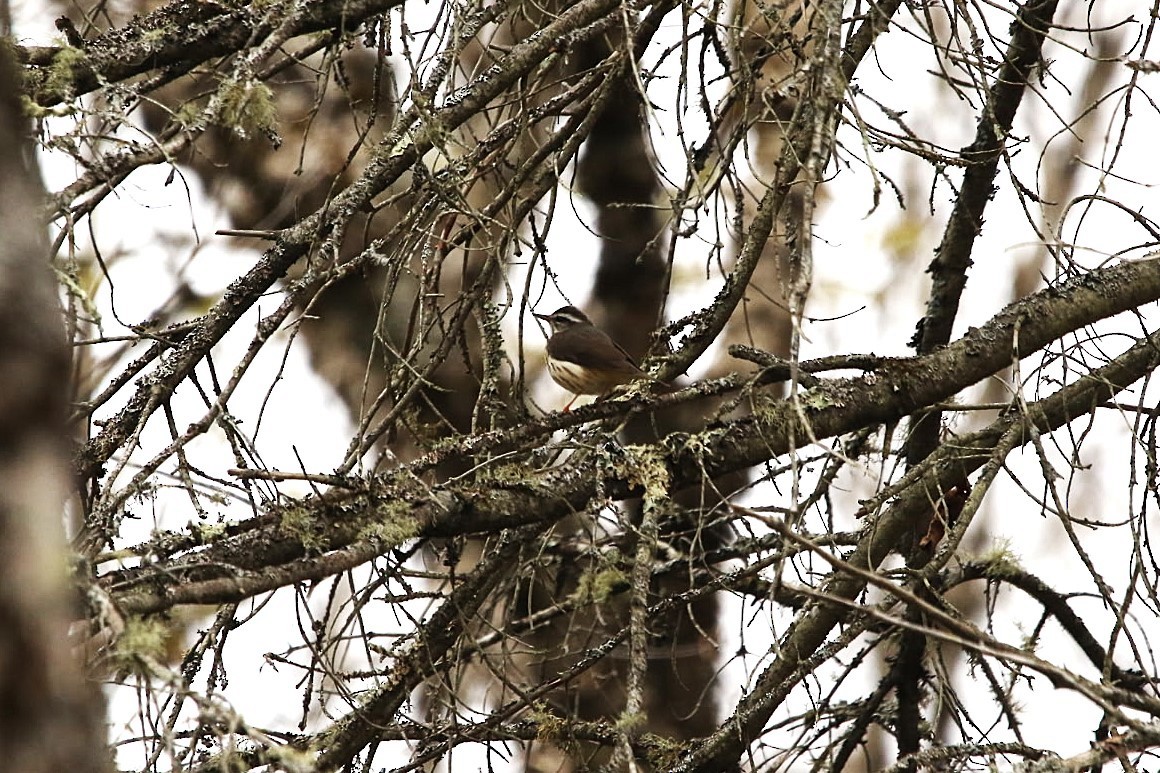 eBird Checklist - 12 May 2025 - 301–339 6e Rang, Irlande CA-QC 46.08340, -71.45193 - 8 species