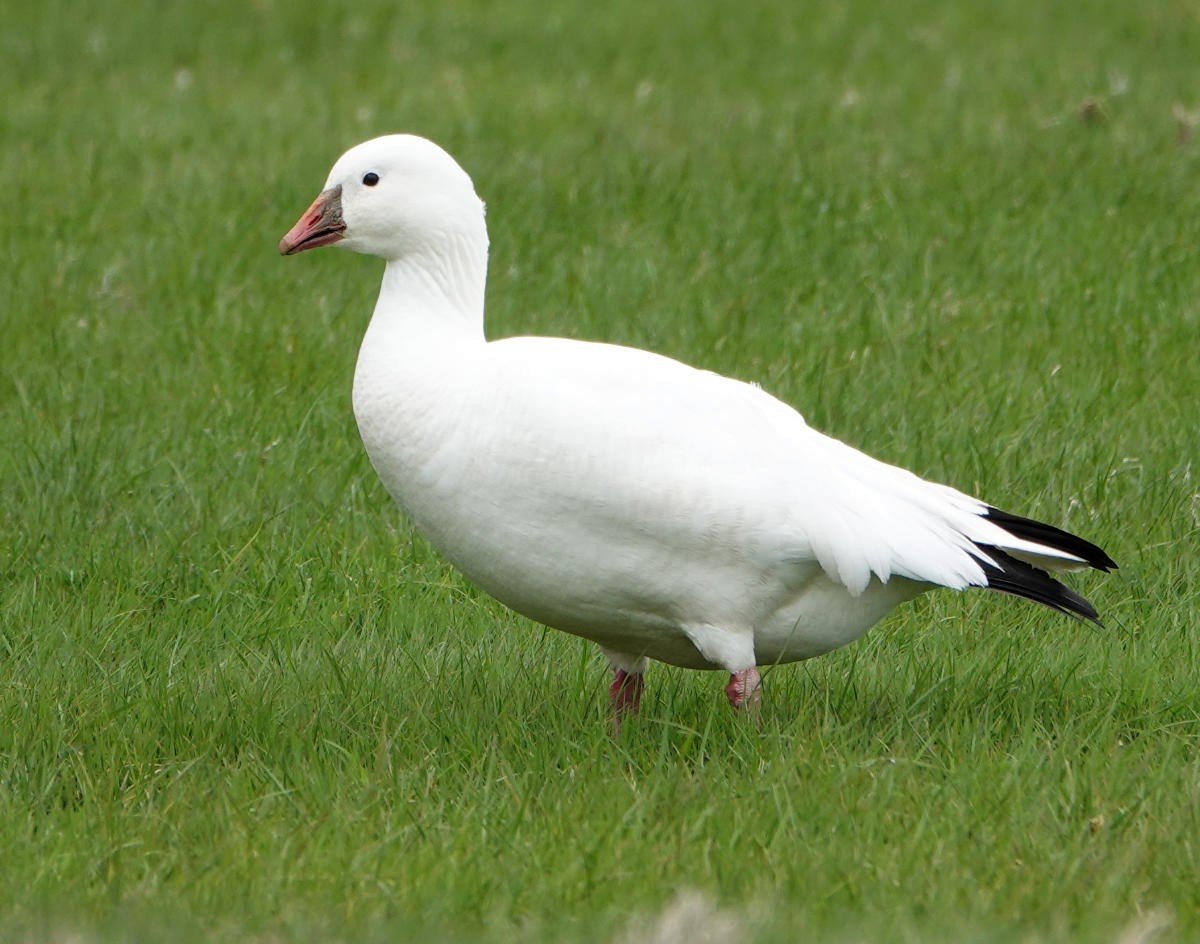 ML635635527 - Ross's Goose - Macaulay Library