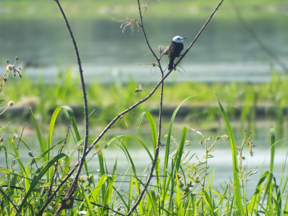 eBird Checklist - 10 May 2025 - Represa Burro Negro - 8 species