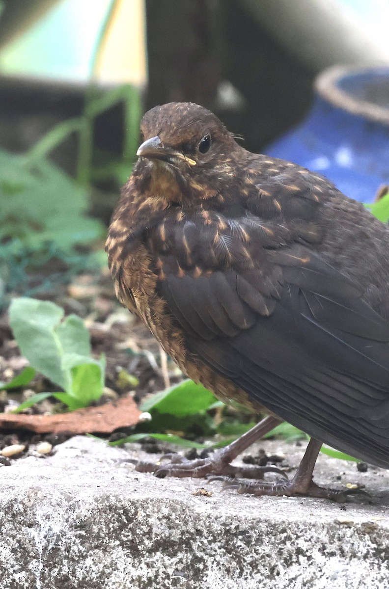eBird Checklist - 12 May 2025 - My Back Garden - 12 species