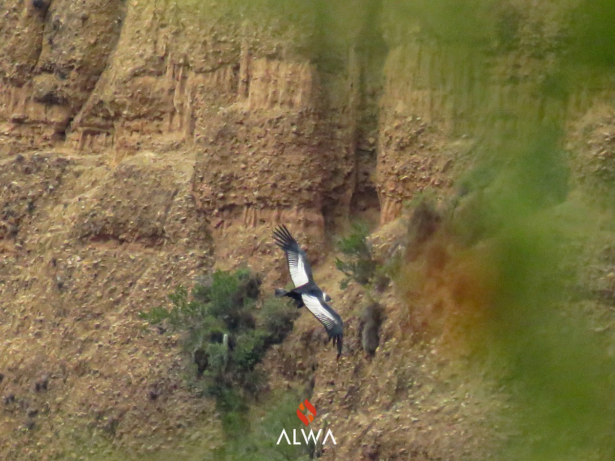ML635637629 - Andean Condor - Macaulay Library