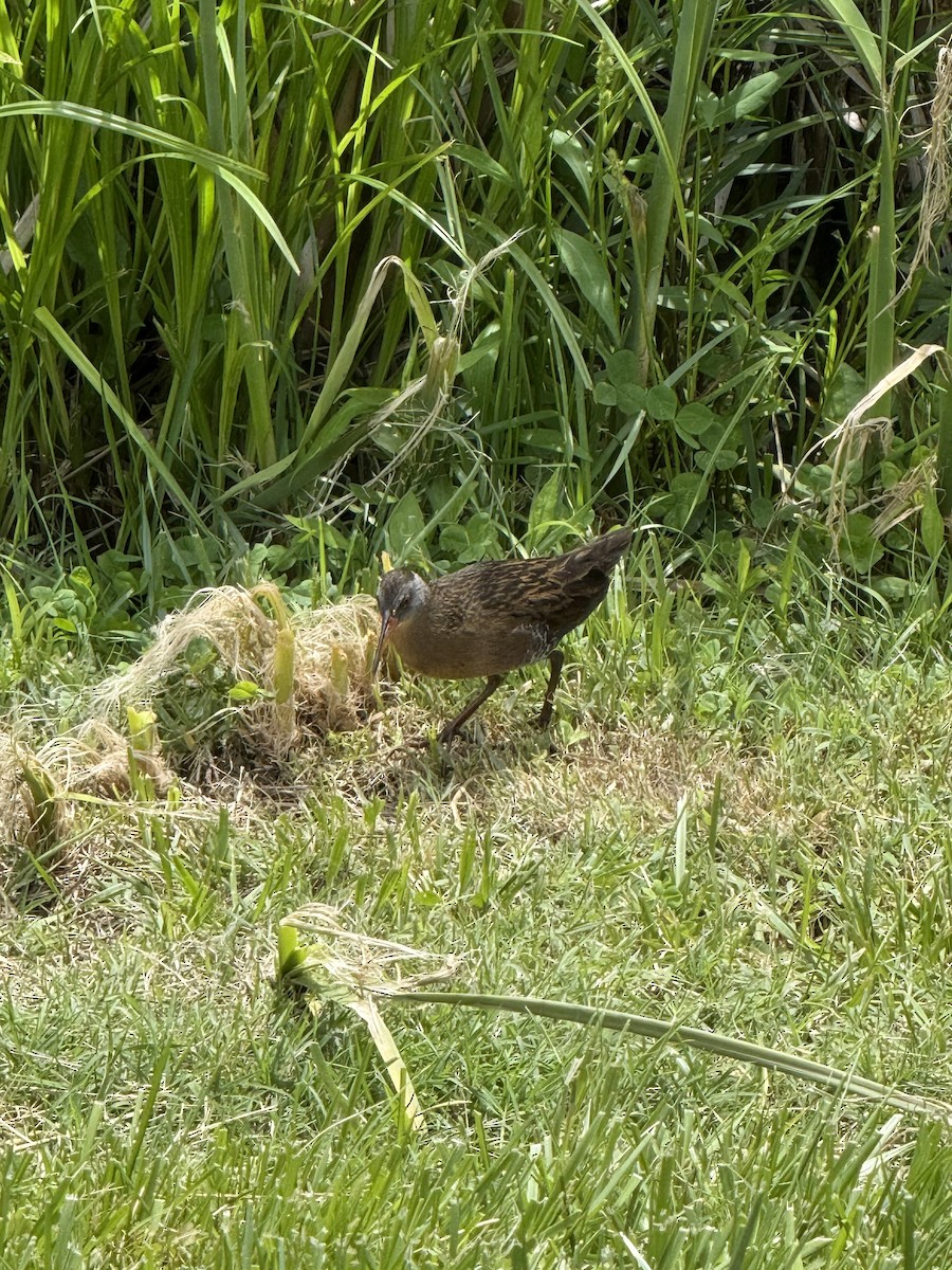 ML635642605 - Virginia Rail - Macaulay Library