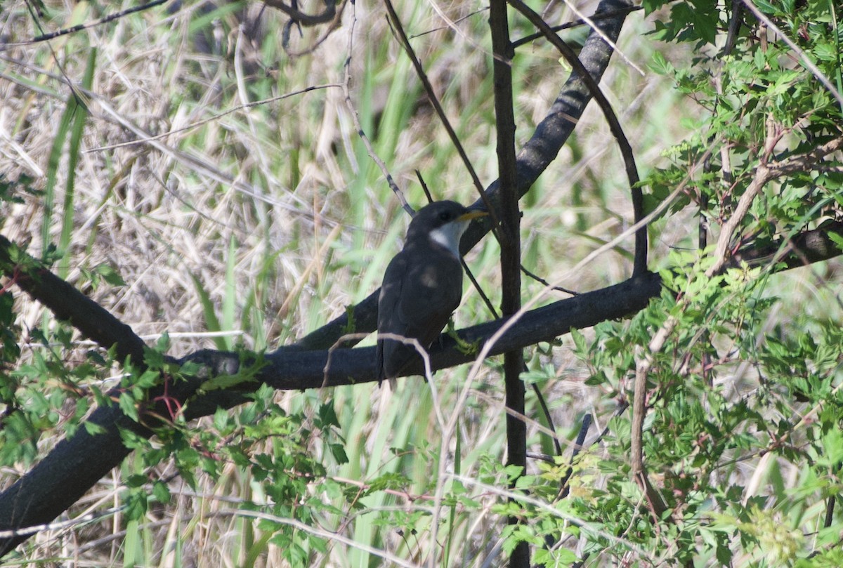 eBird Checklist - 11 May 2025 - ACBS Surveys ONLY - Singing River ...