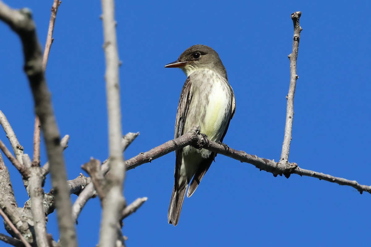 eBird Checklist - 12 May 2025 - Audubon Park, Memphis, Tennessee, US ...