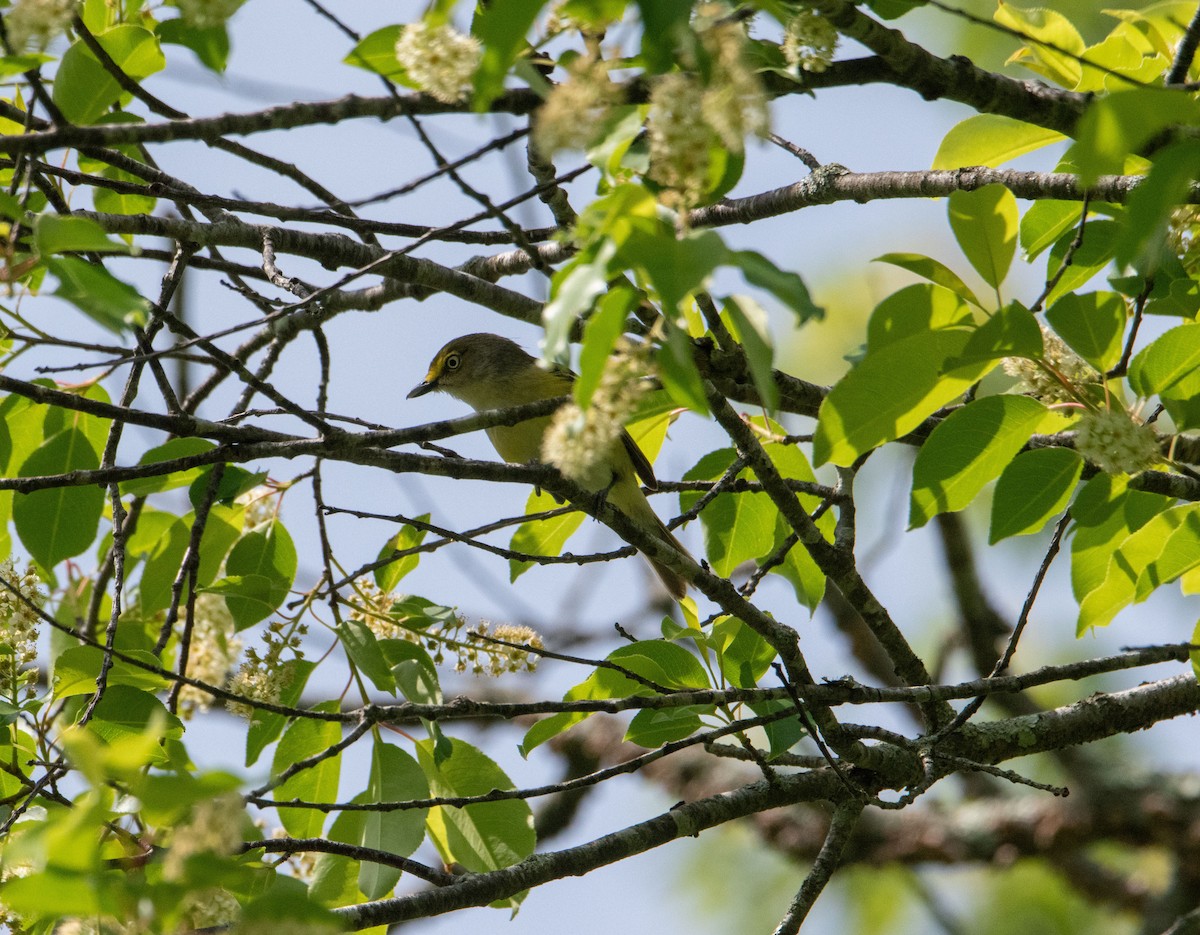 eBird Checklist - 12 May 2025 - Manasquan River WMA (Ridge Rd Access ...