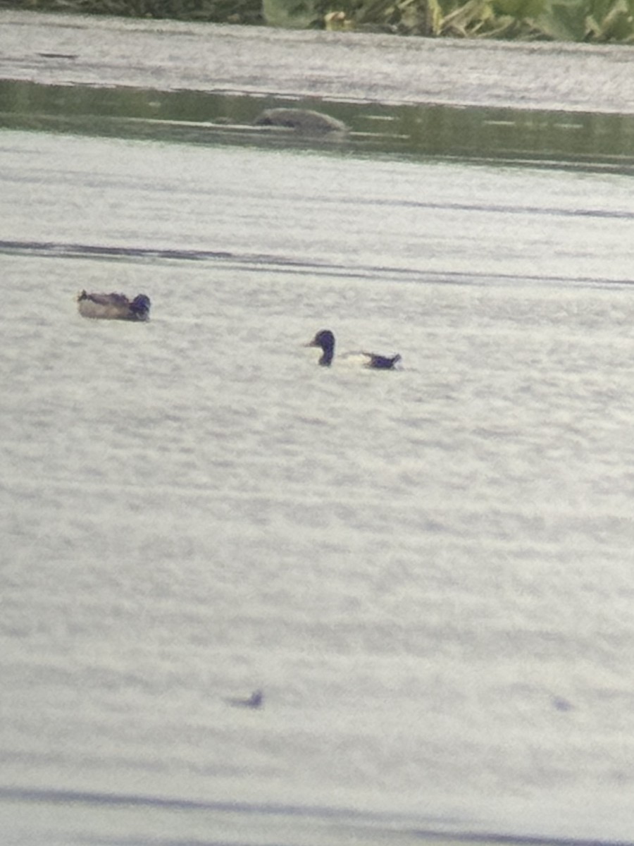 Pennsylvania Bird Atlas Checklist - 12 May 2025 - John Heinz NWR--impoundment (Philadelphia Co ...