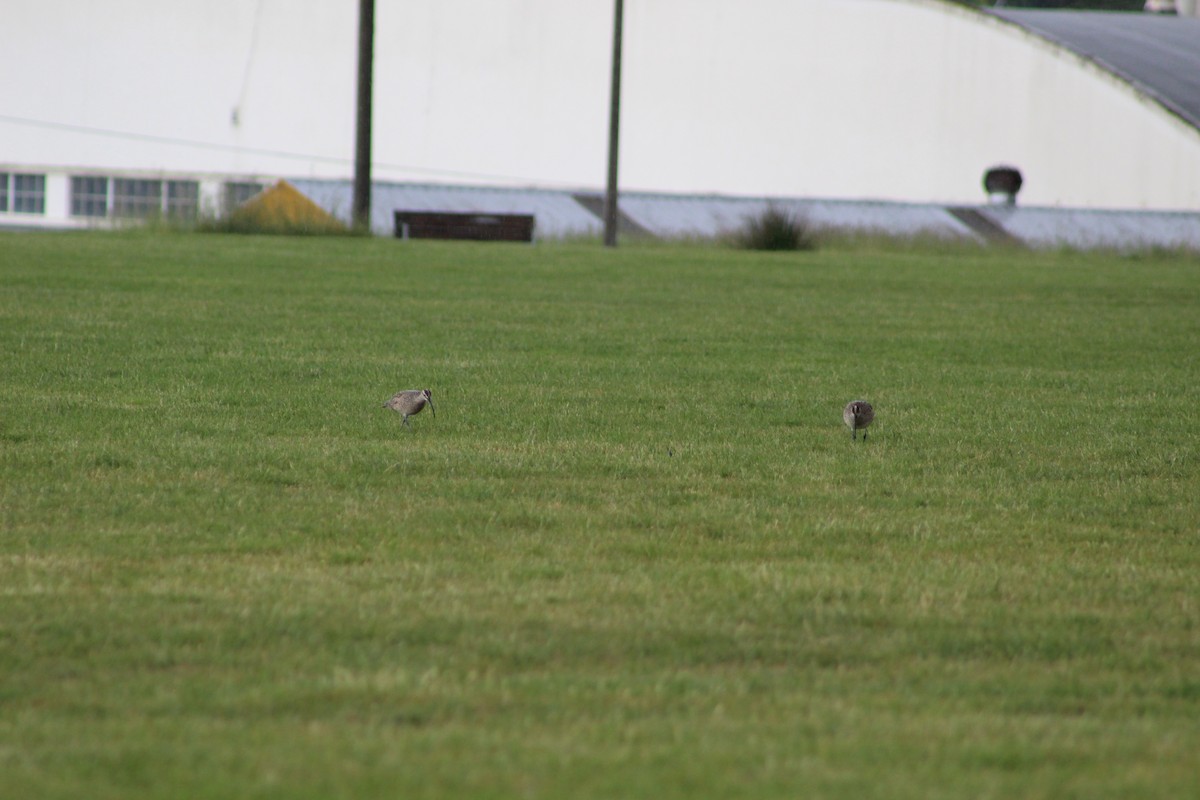 eBird Checklist - 12 May 2025 - Cully Park - 5 species