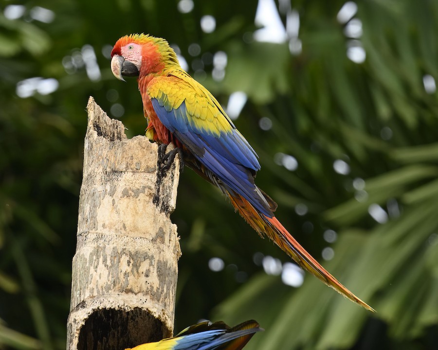 Great Green x Scarlet Macaw (hybrid) - eBird