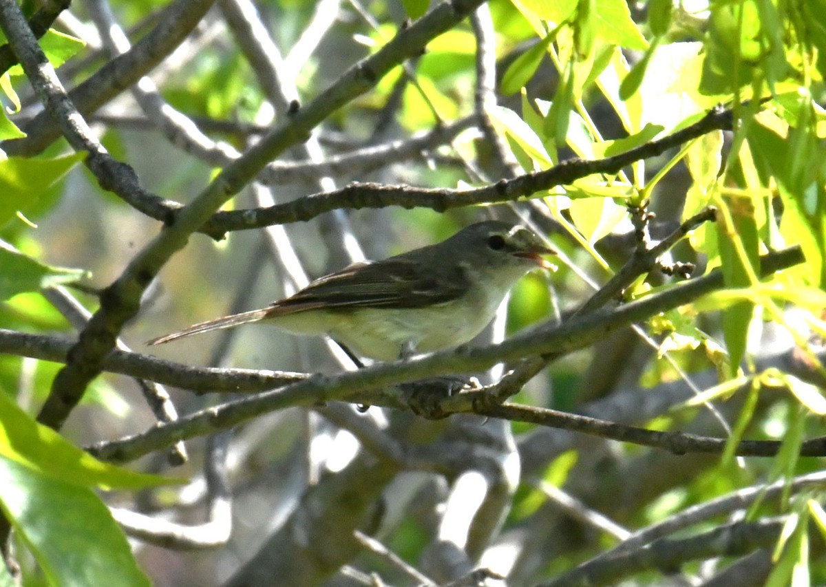ML635659141 - Bell's Vireo - Macaulay Library