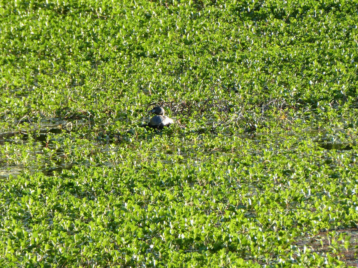 eBird Checklist - 12 May 2025 - American River Parkway behind condo ...