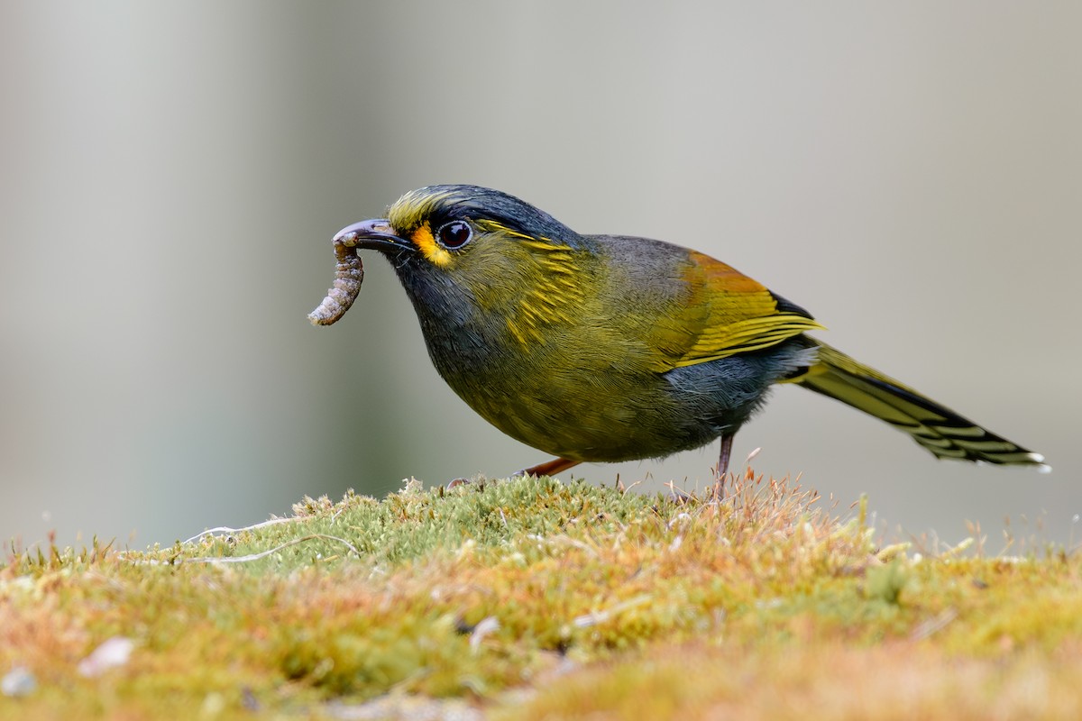 Taiwan Bird Atlas Checklist - 10 May 2025 - 嘉義--阿里山森林遊樂區青年活動中心(Chiayi ...