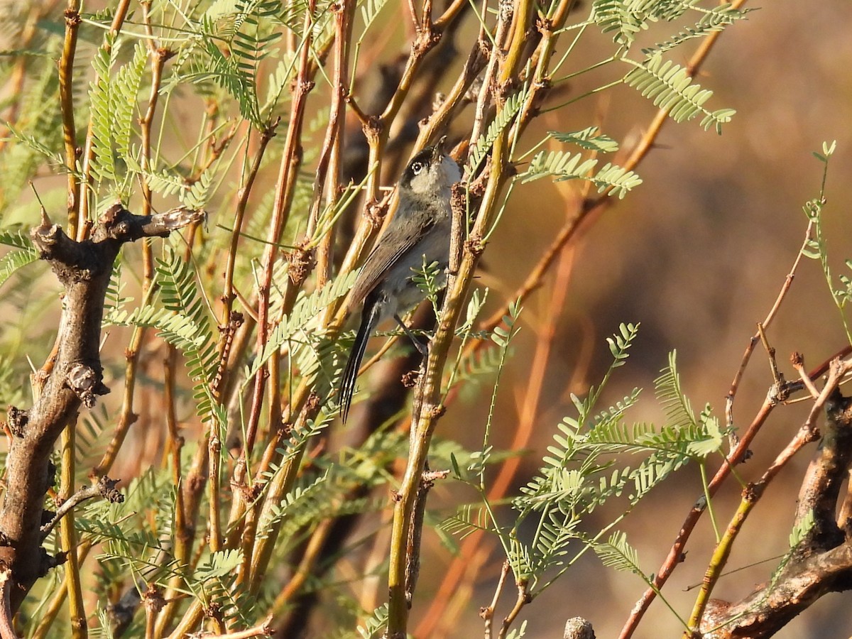 eBird Checklist - 10 May 2025 - 66 E Castolon Water Treatment Plant ...