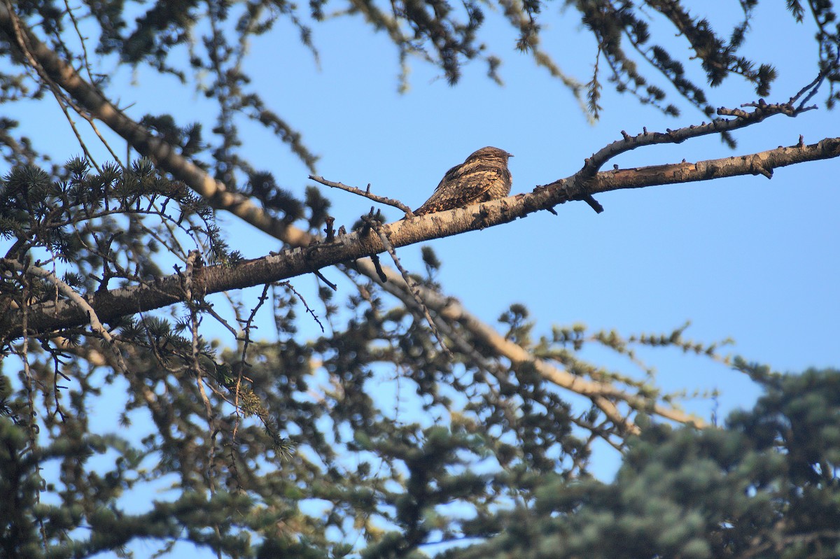 Israel Breeding Bird Atlas Checklist - 29 Apr 2025 - Jerusalem Bird ...