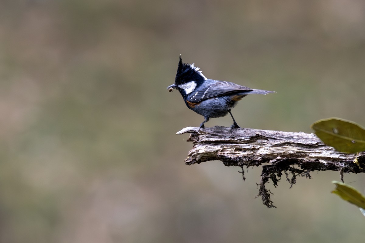 ML635672712 - Coal Tit - Macaulay Library