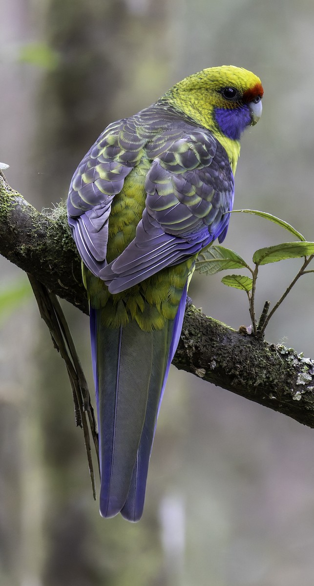 eBird Checklist - 13 May 2025 - Bird Banding Forth - 12 species