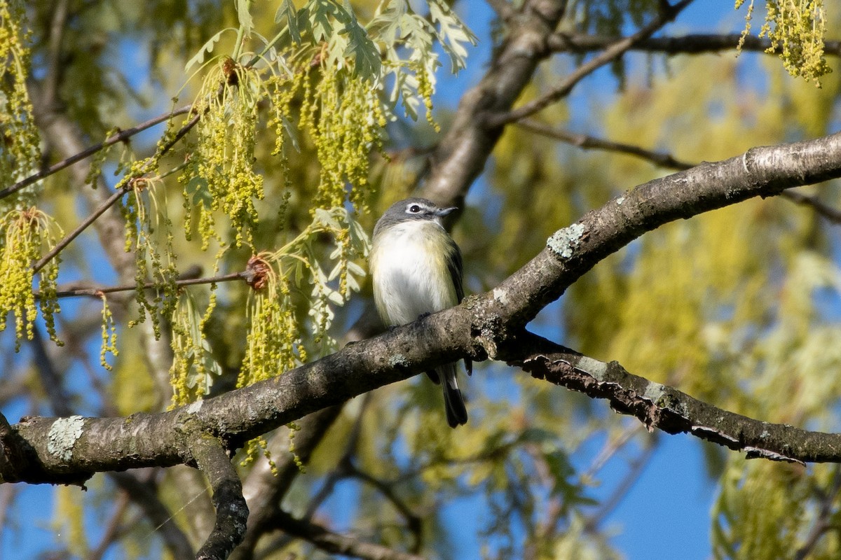 Pennsylvania Bird Atlas Checklist - 1 May 2025 - Dreamcatcher Farm - Home - 36 species