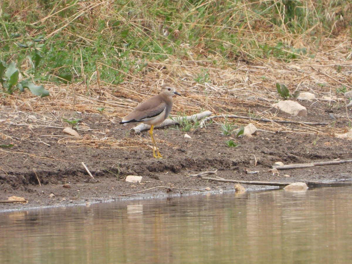 Israel Breeding Bird Atlas Checklist - 13 May 2025 - Ma'ayan Tzvi ...